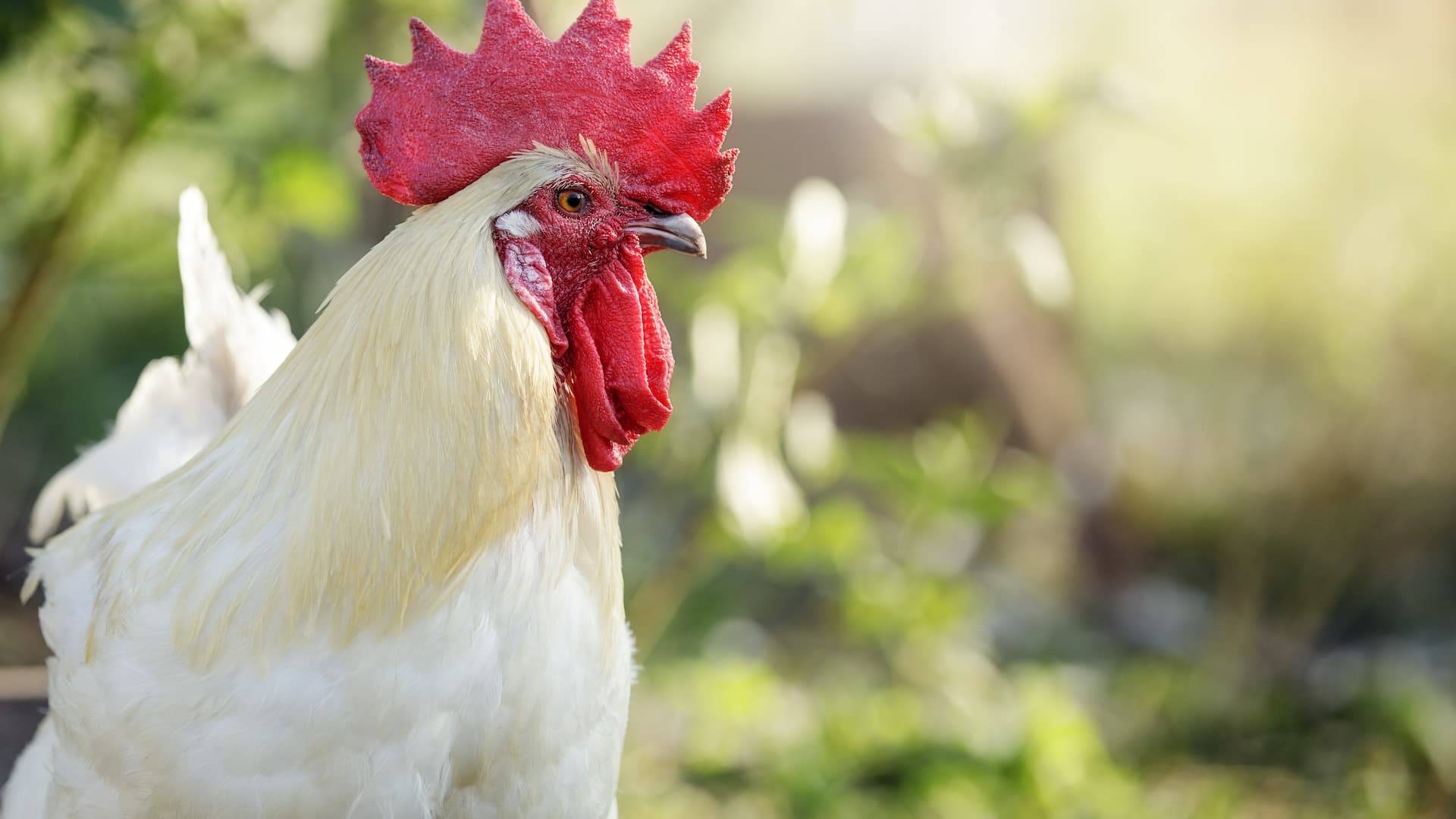 Élevage et vente de volailles de Bresse à Bouhans en Saône et Loire ...